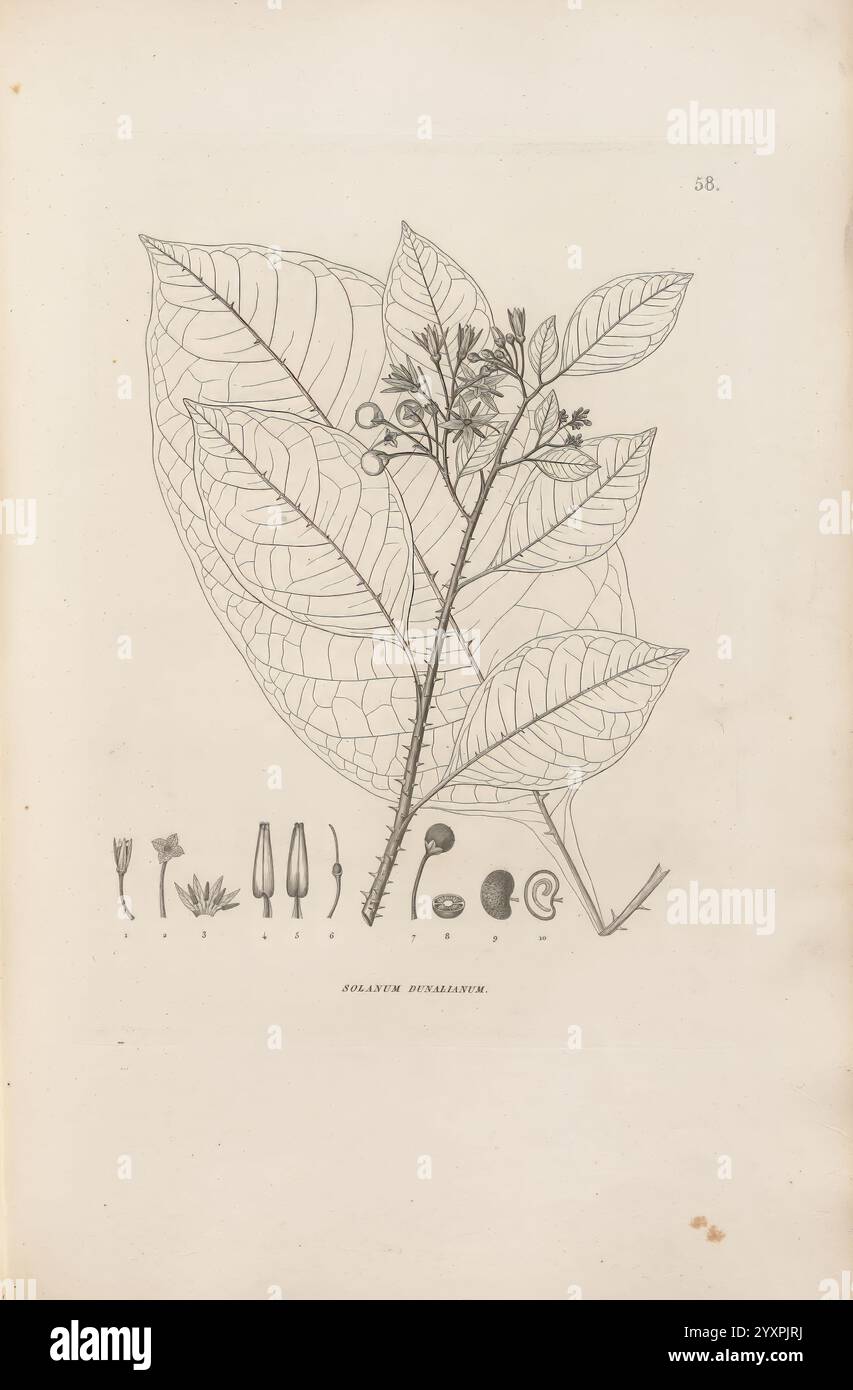 Showcasing different flower structures hi-res stock photography and ...