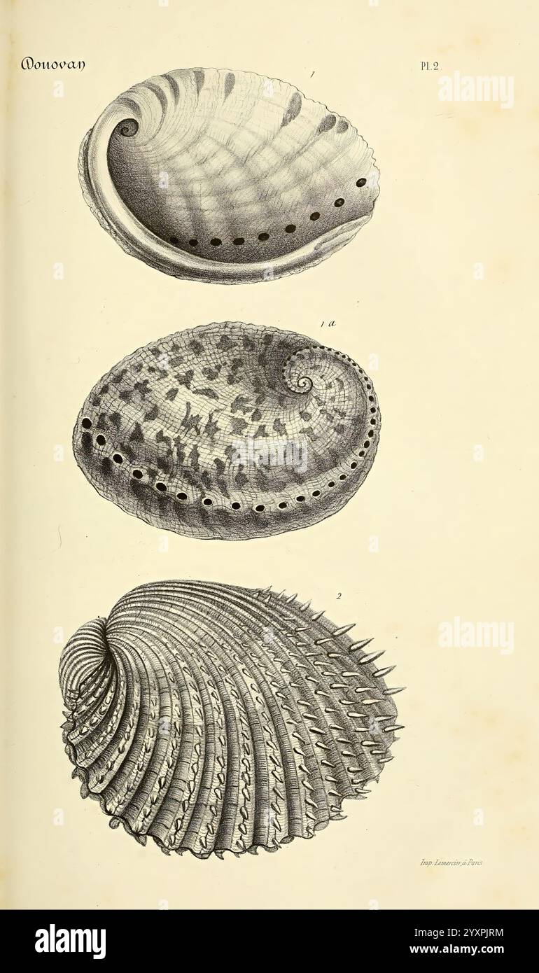 Middle shell displays hi-res stock photography and images - Alamy