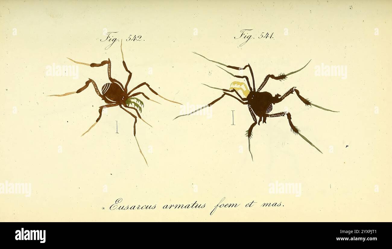 Prominent leg structure hi-res stock photography and images - Alamy