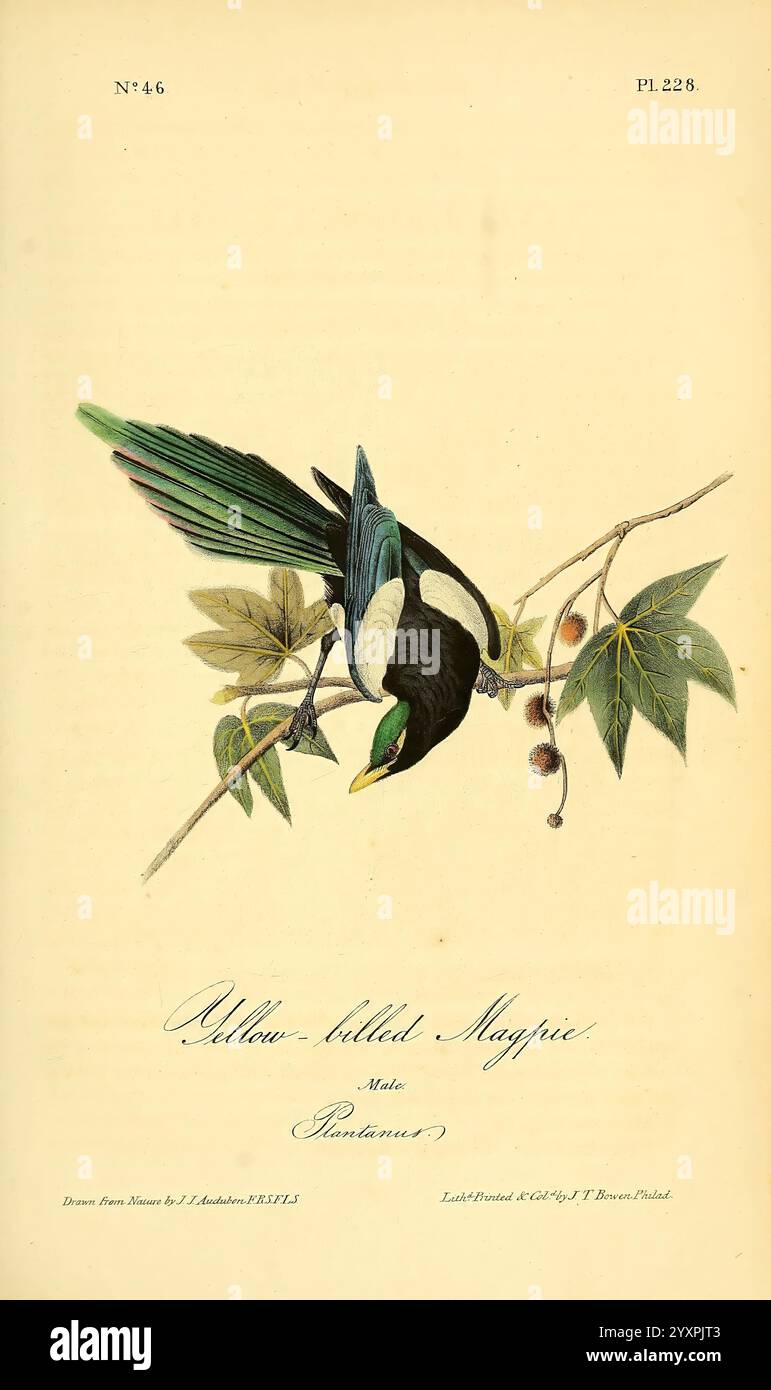 The birds of America, New York, J.B. Chevalier, 1840-1844, birds, North ...