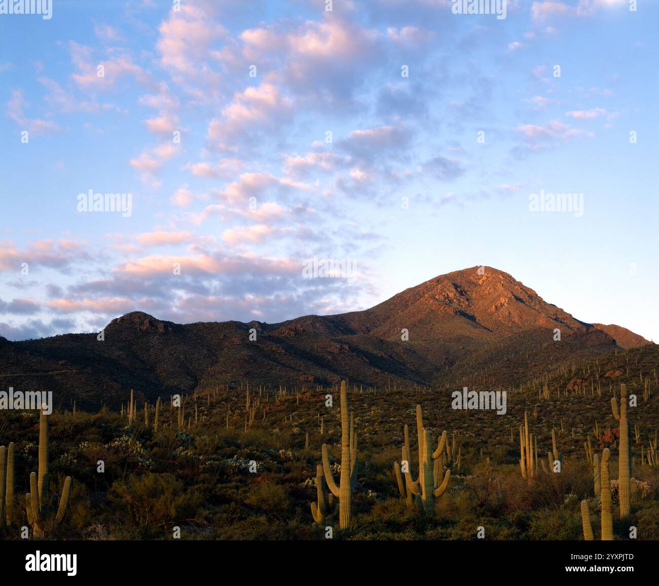 Evening sunlight catches Giant Saguaros and Wasson Peak in Saguaro ...