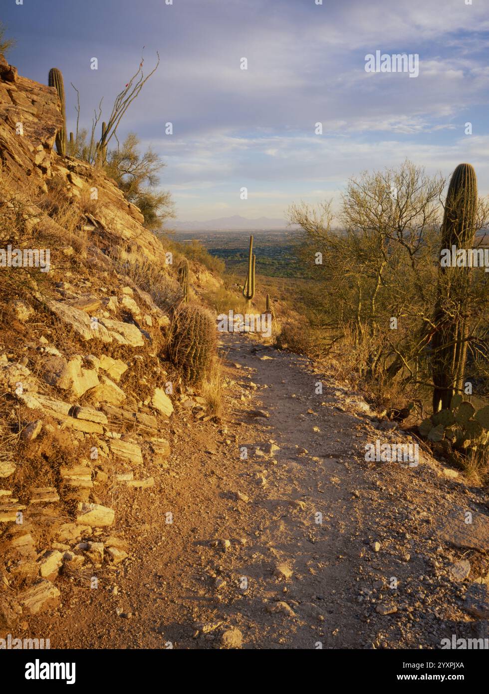 The famous phone line trail traverses high above Sabino Canyon in the ...