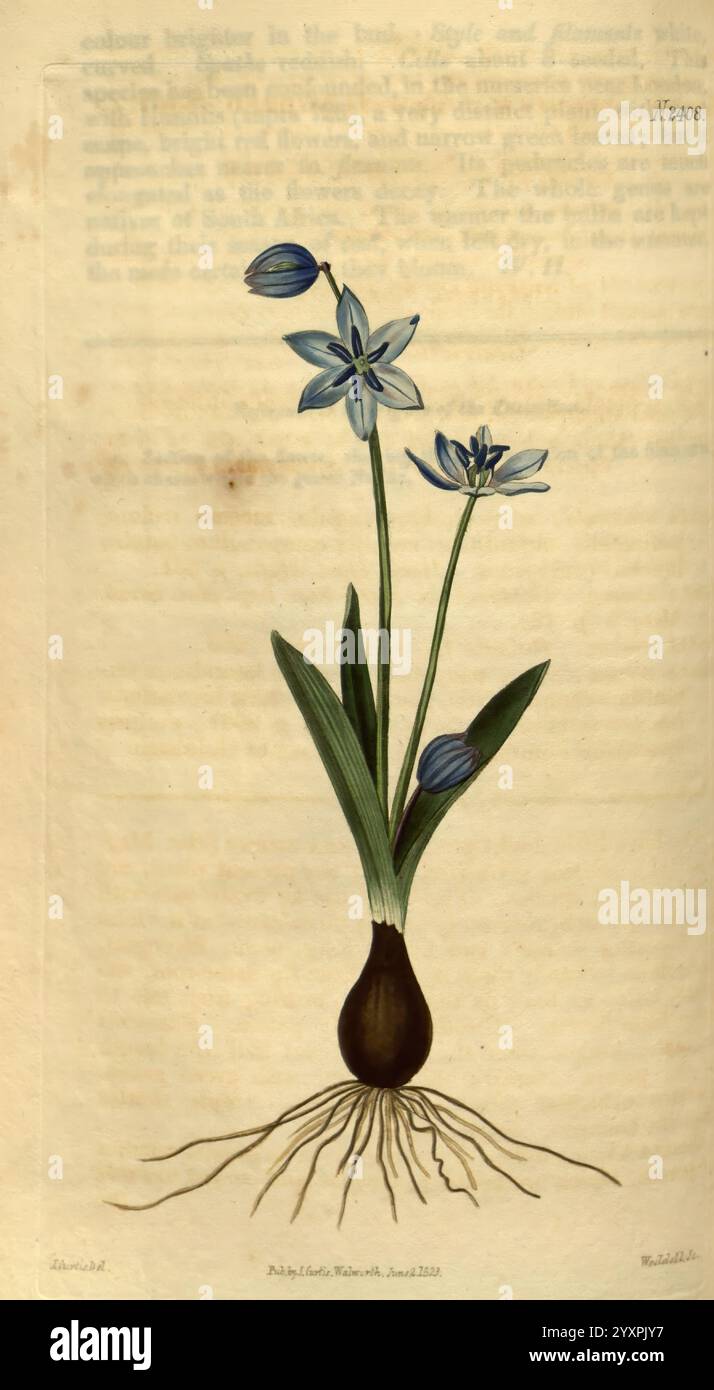 Curtis's Botanical Magazine London New York Botanical Illustration ...