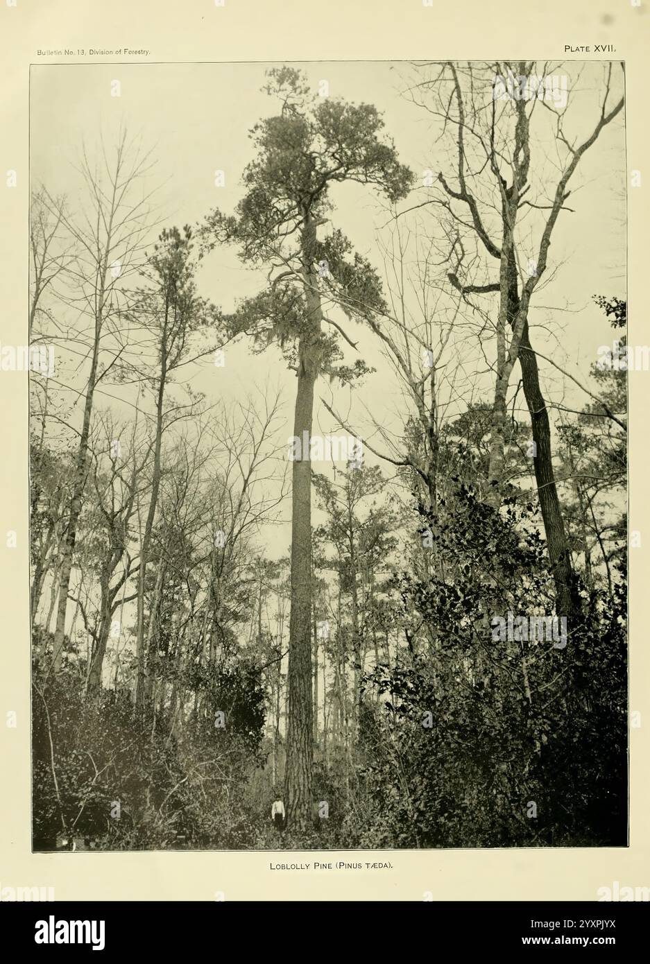 Deciduous trees showcases hi-res stock photography and images - Alamy