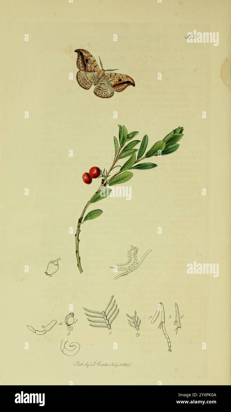 Botany great britain insects pictorial hi-res stock photography and ...