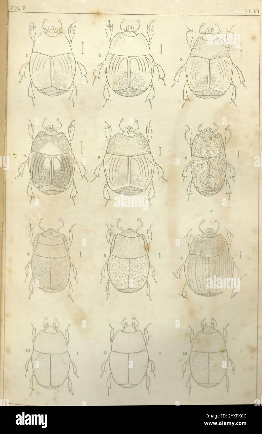 Boston Journal of Natural History, Boston, Boston Society of Natural ...