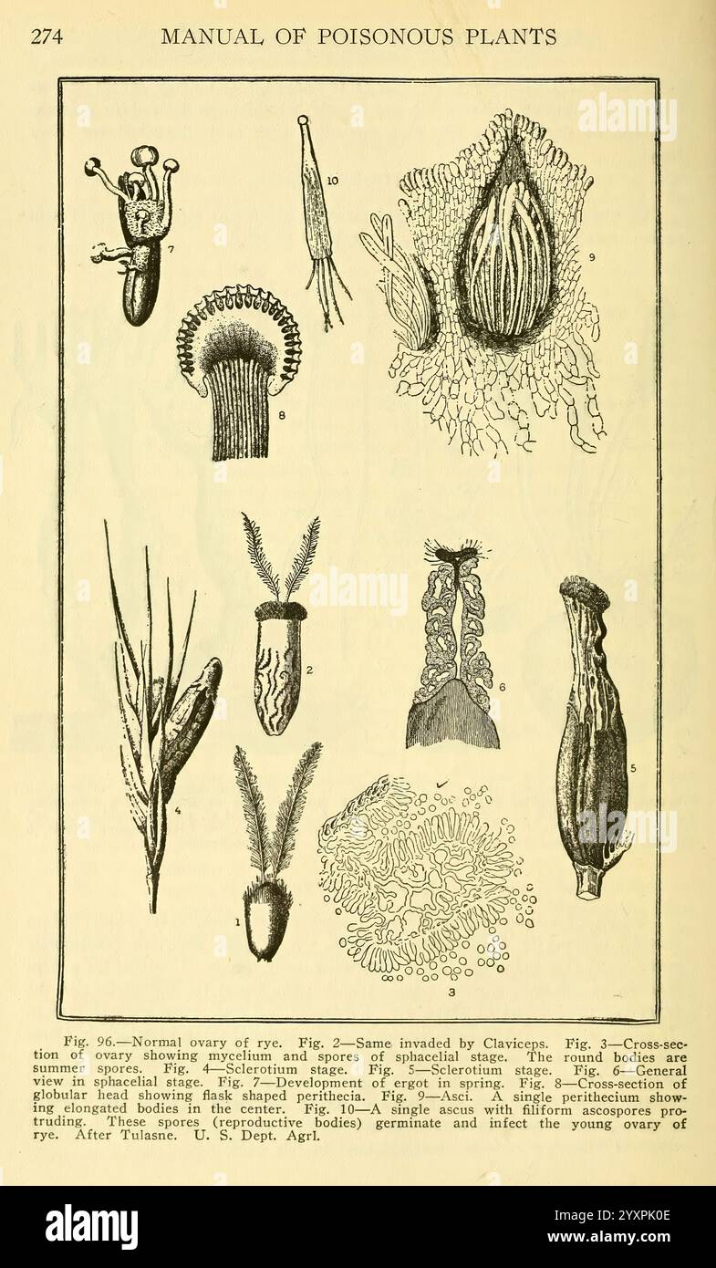 Morphological properties hi-res stock photography and images - Alamy