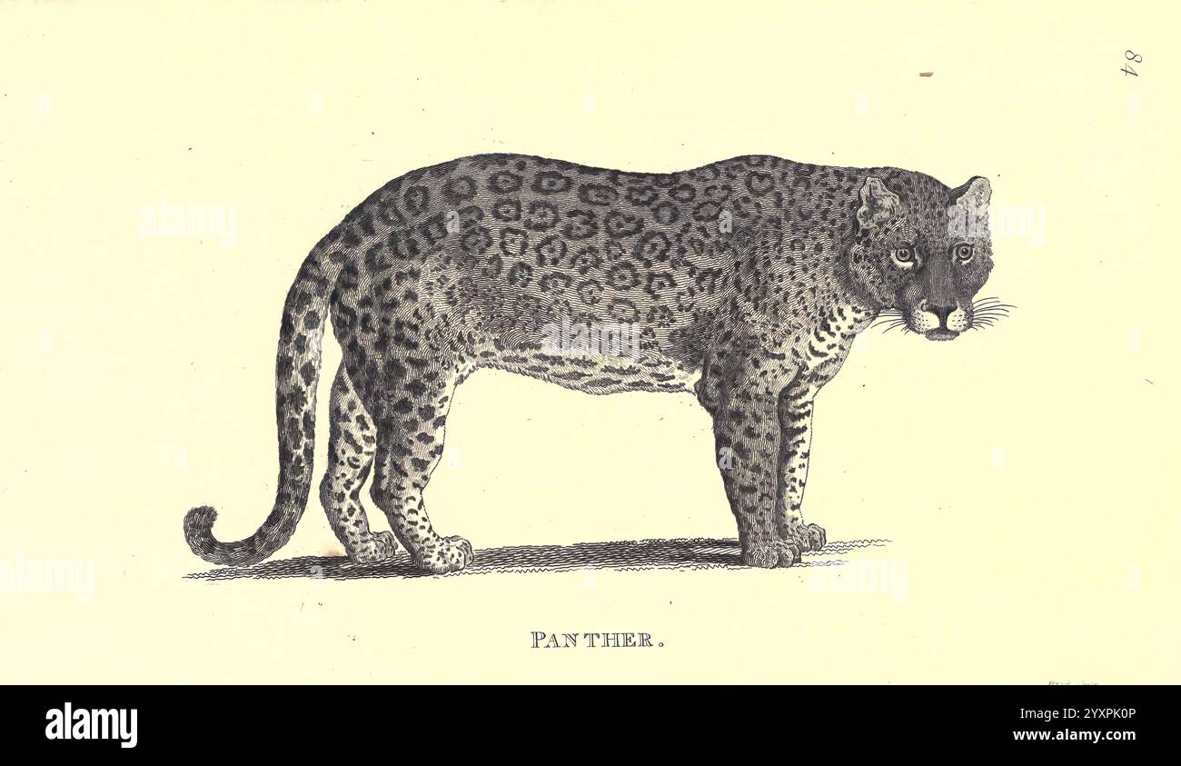 Muscular build characteristic hi-res stock photography and images - Alamy