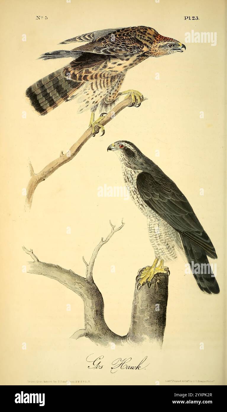 The birds of America, New York, J.B. Chevalier, 1840-1844, birds, hawk ...