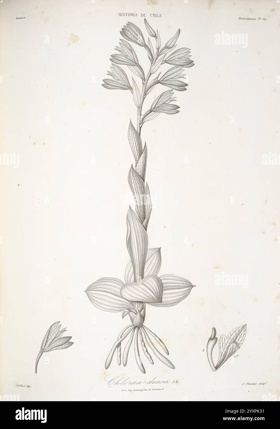 Historia Fisica Y Politica De Chile Segun Documentos Adquiridos En Esta ...