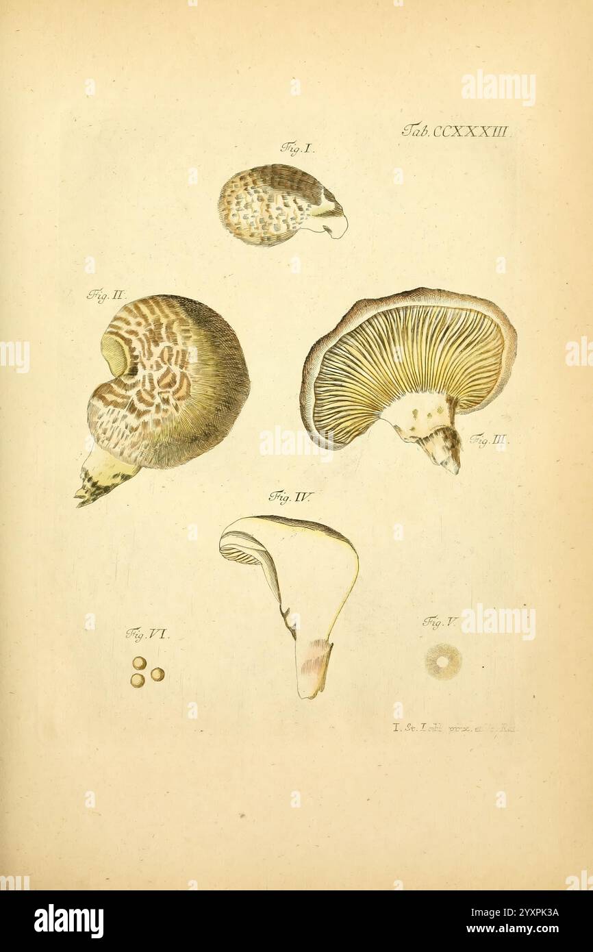 Fungorum, qui in Bavaria et Palatinatu circa Ratisbonam nascuntur ...