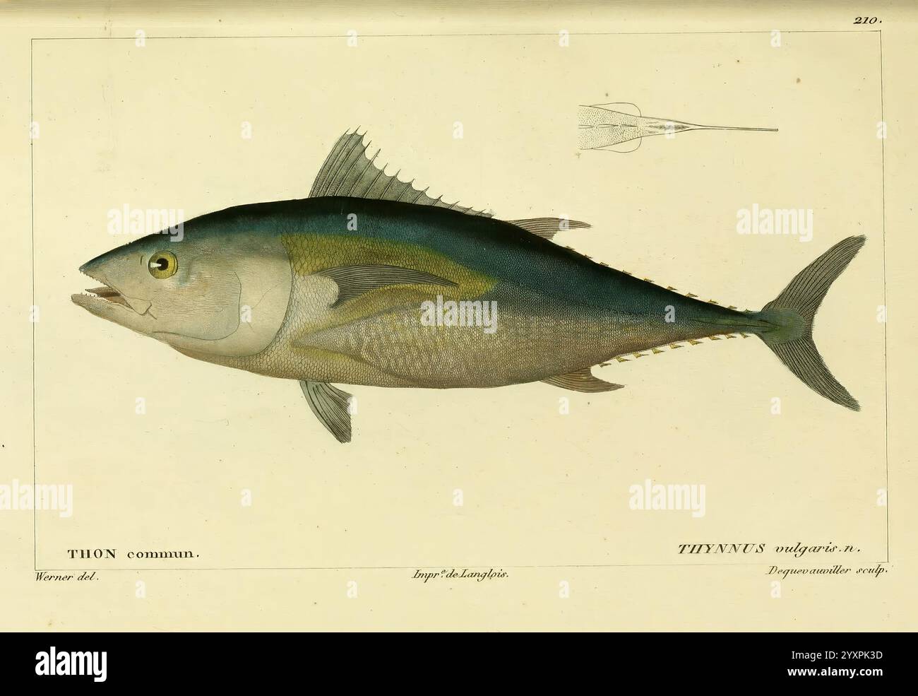 Scientific naming includes hi-res stock photography and images - Alamy