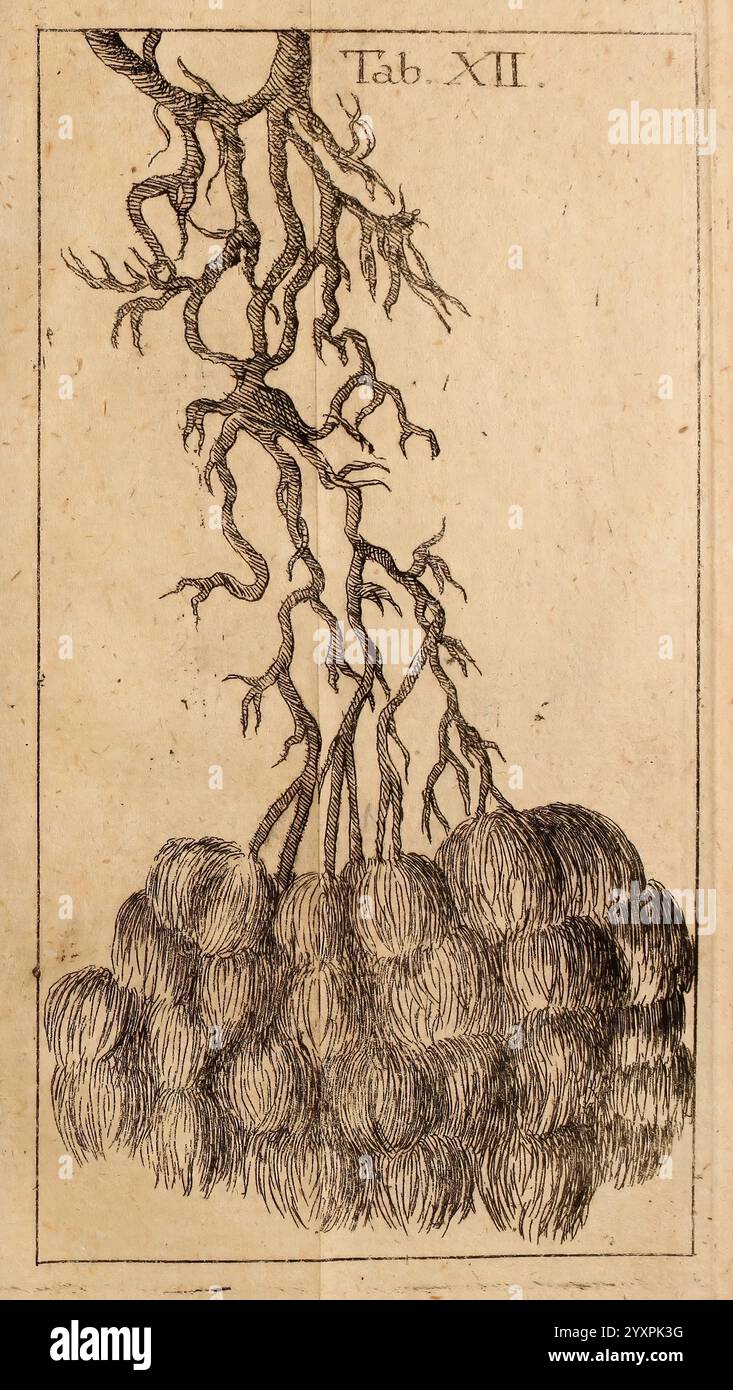 Branching roots emerging hi-res stock photography and images - Alamy