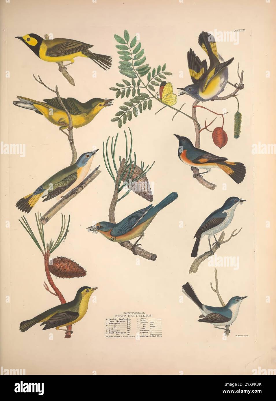 Illustrated chart features various species hi-res stock photography and ...