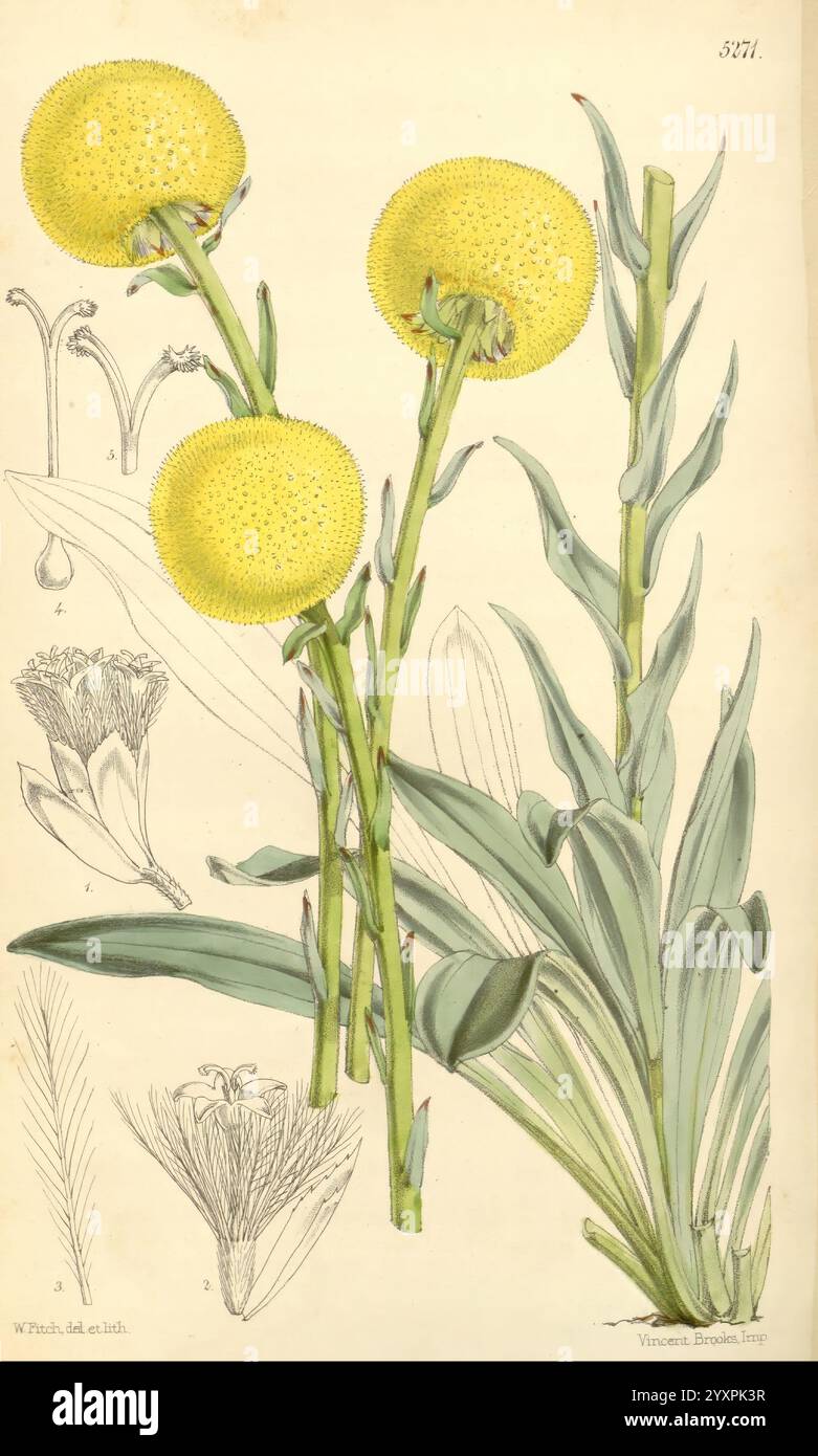 Curtis's Botanical Magazine London, New York Botanical Illustration ...