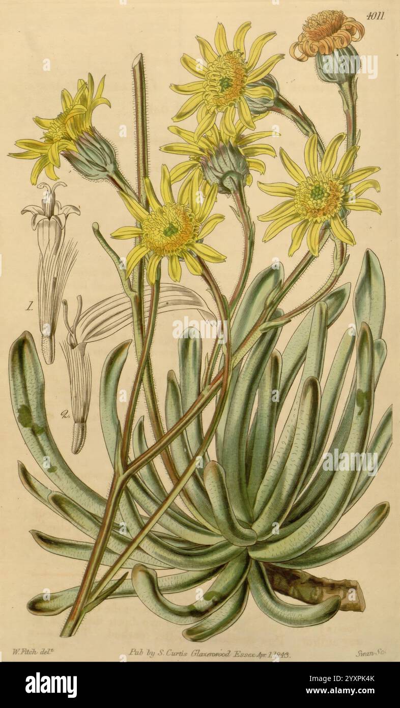 Individual leaf forms hi-res stock photography and images - Alamy