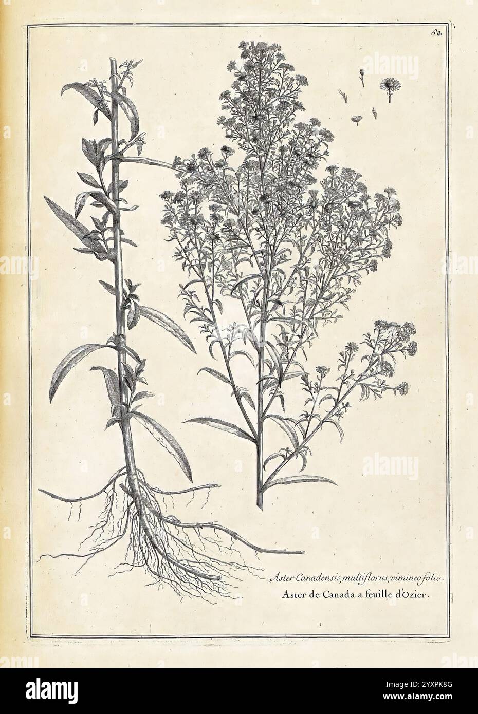 Root system showcases hi-res stock photography and images - Alamy