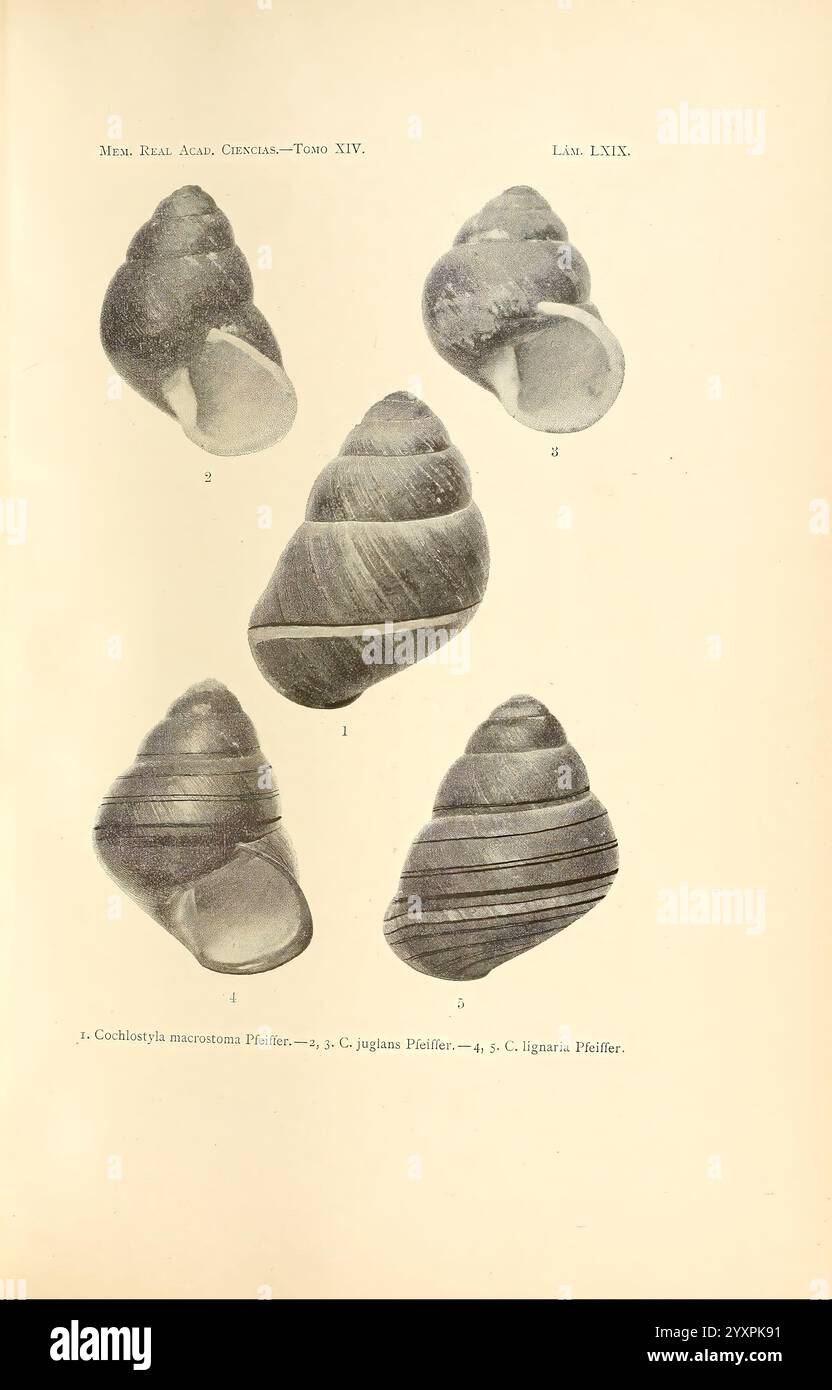 First shell displays hi-res stock photography and images - Alamy