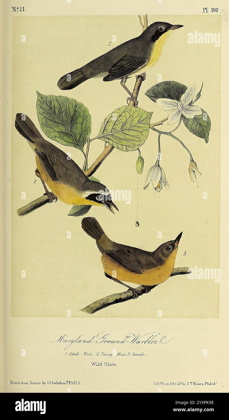The birds of America, New York, G.R. Lockwood, 1871, c1839, birds ...