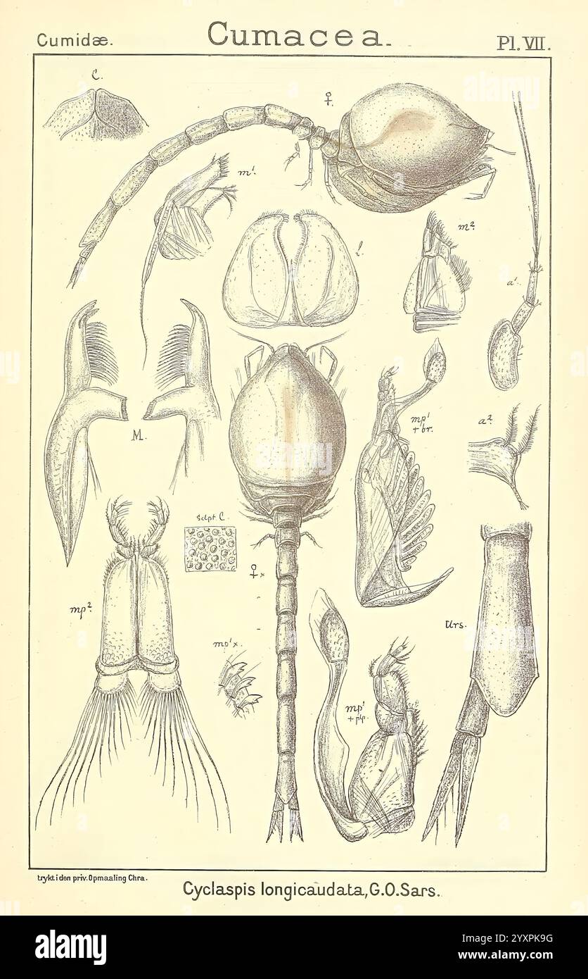 Cumaceans hi-res stock photography and images - Alamy