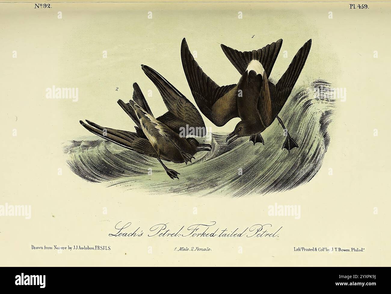 The, birds, of, America, New York, G.R. Lockwood,1871, c1839, birds ...