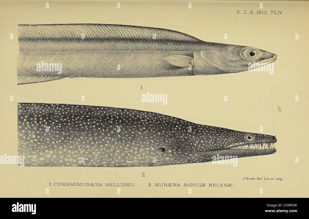 Lesser defined tail hi-res stock photography and images - Alamy