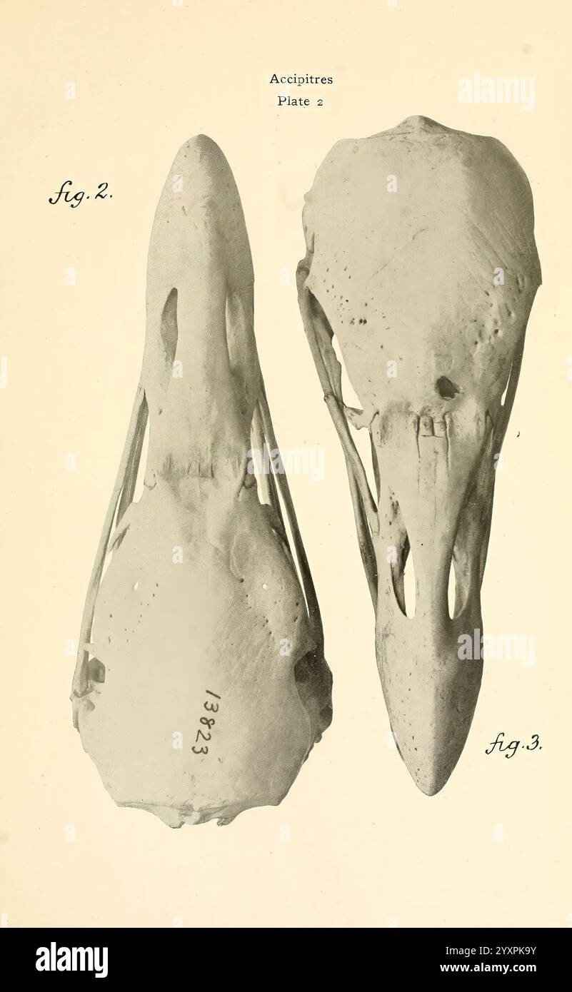 Osteology of Birds, 1909, anatomy, birds, bones, osteology, Accipitres ...