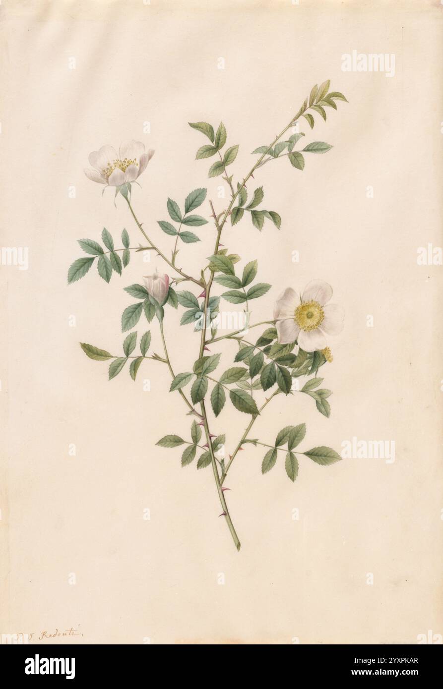 Antique Vintage Color Drawing of Botanical Stock Photo - Alamy