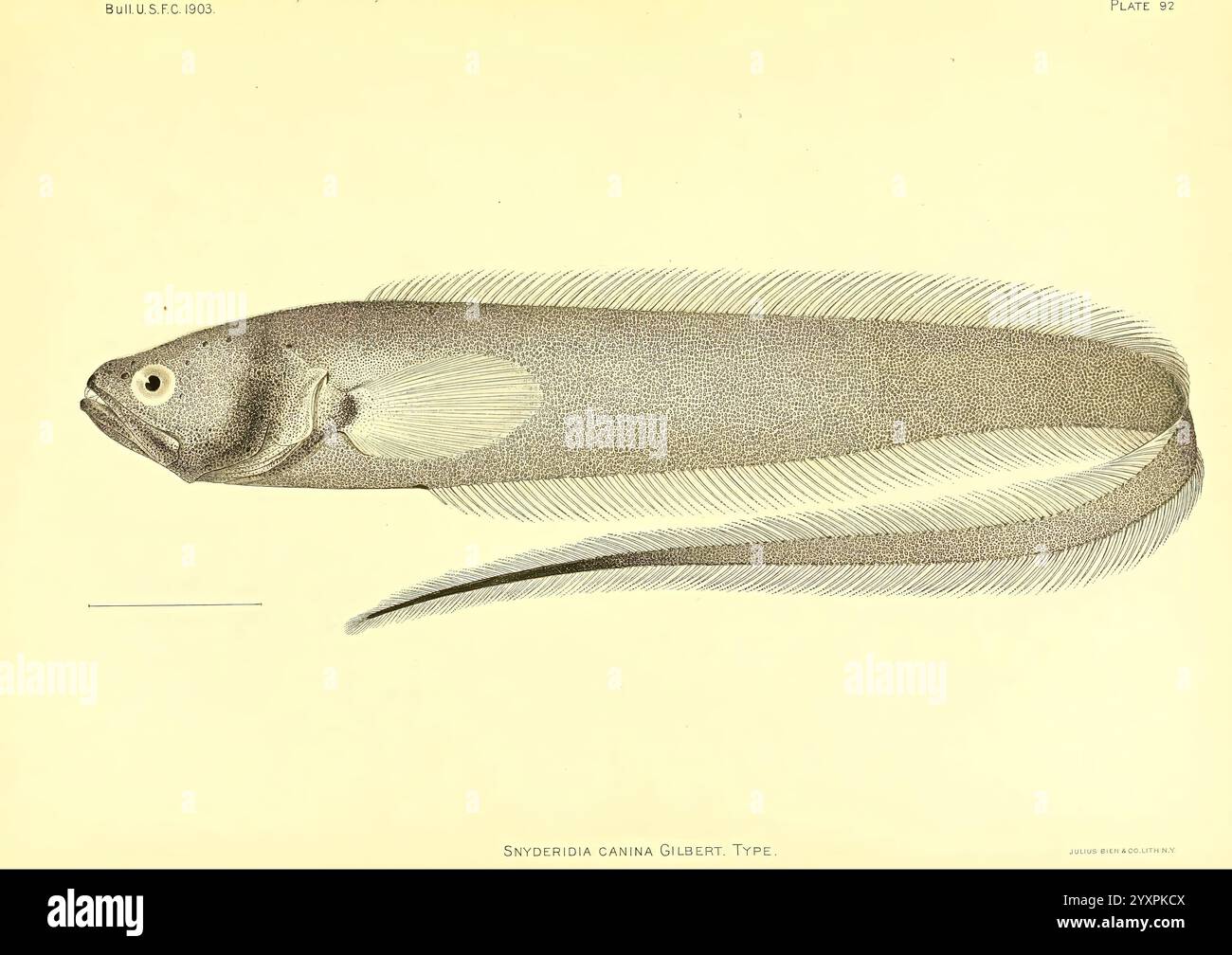 The deep-sea fishes, [of the Hawaiian Islands], Washington, Govt. Print ...