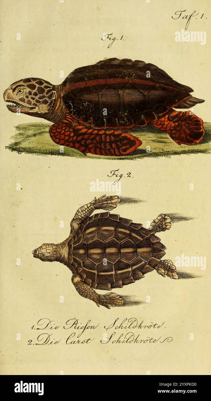 Second figure depicts hi-res stock photography and images - Alamy