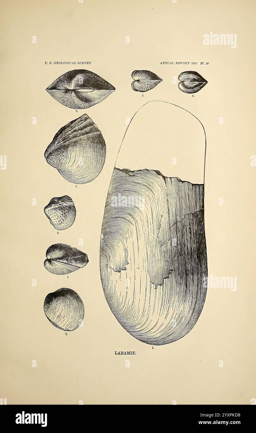 A review of the non-marine fossil Mollusca of North America, Washington ...