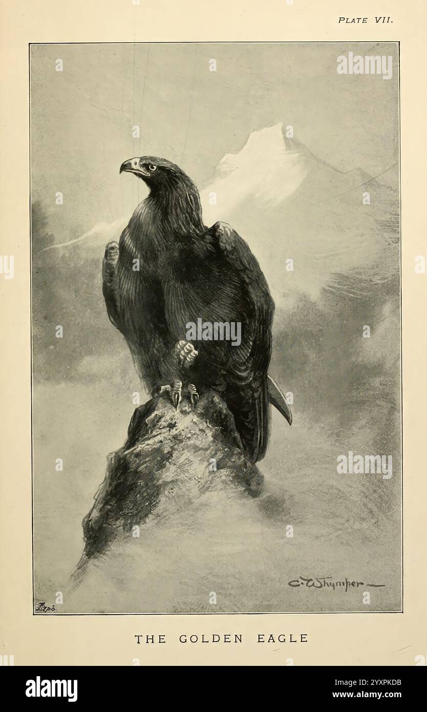 Prey aquila accipitridae accipitriformes extinct birds aquila ch hi-res ...