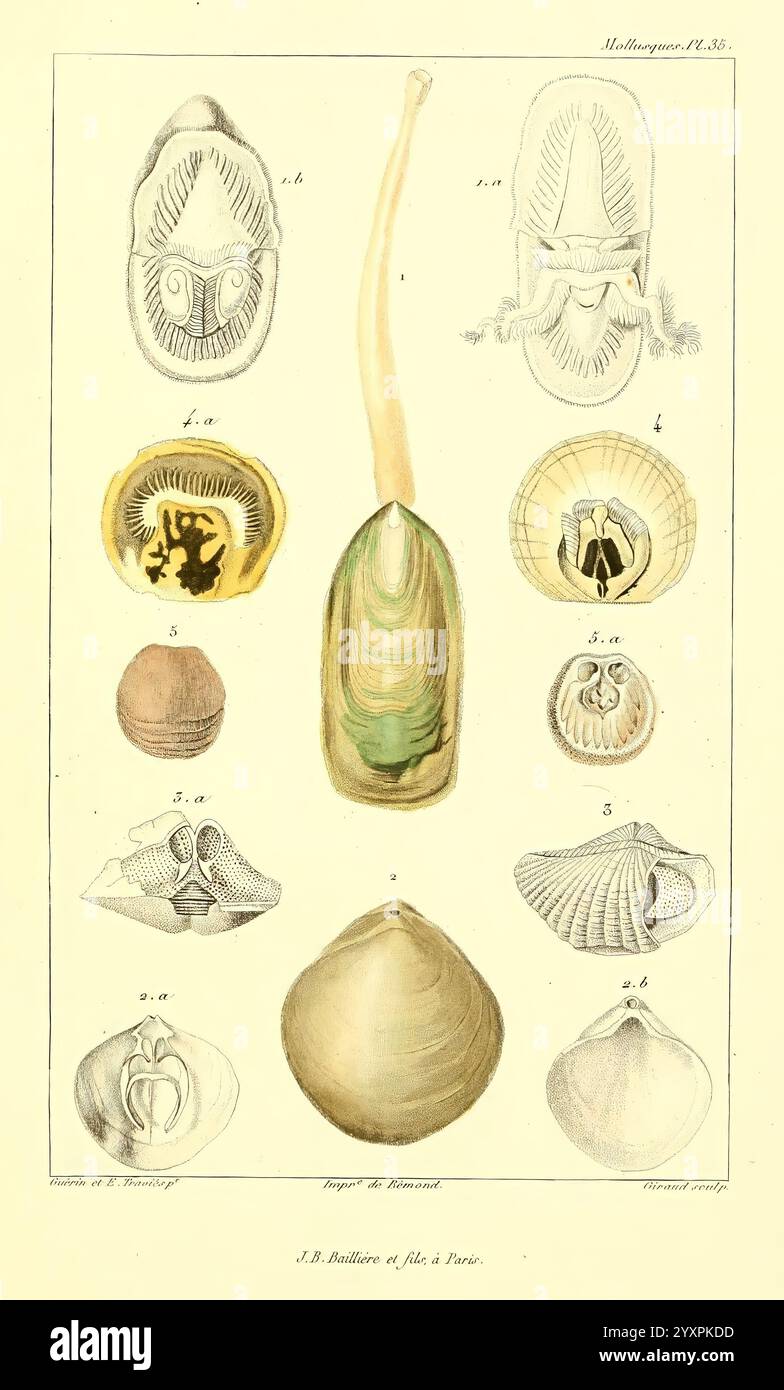 Lingula Braquiopode Brachiopod Fossils Hi Res Stock Photography And