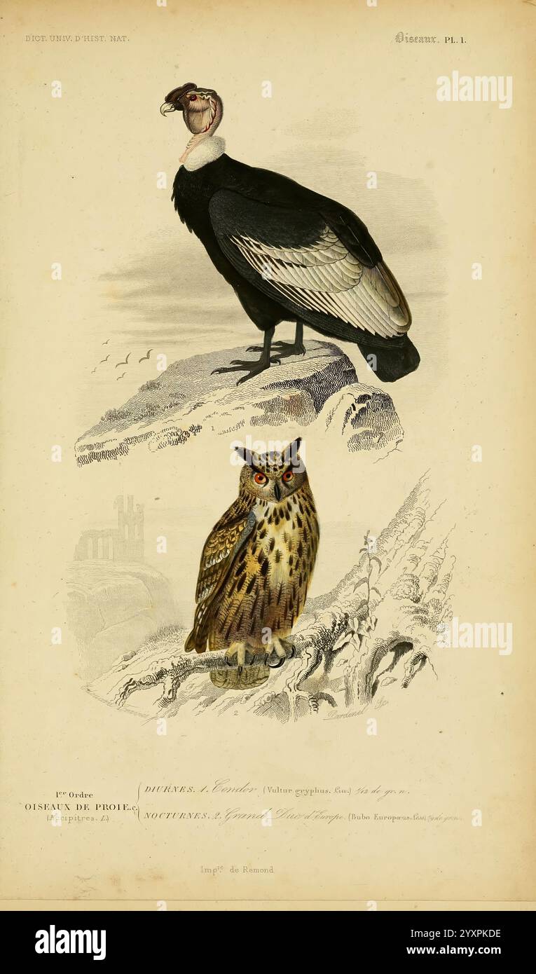 Regal turkey vulture hi-res stock photography and images - Alamy