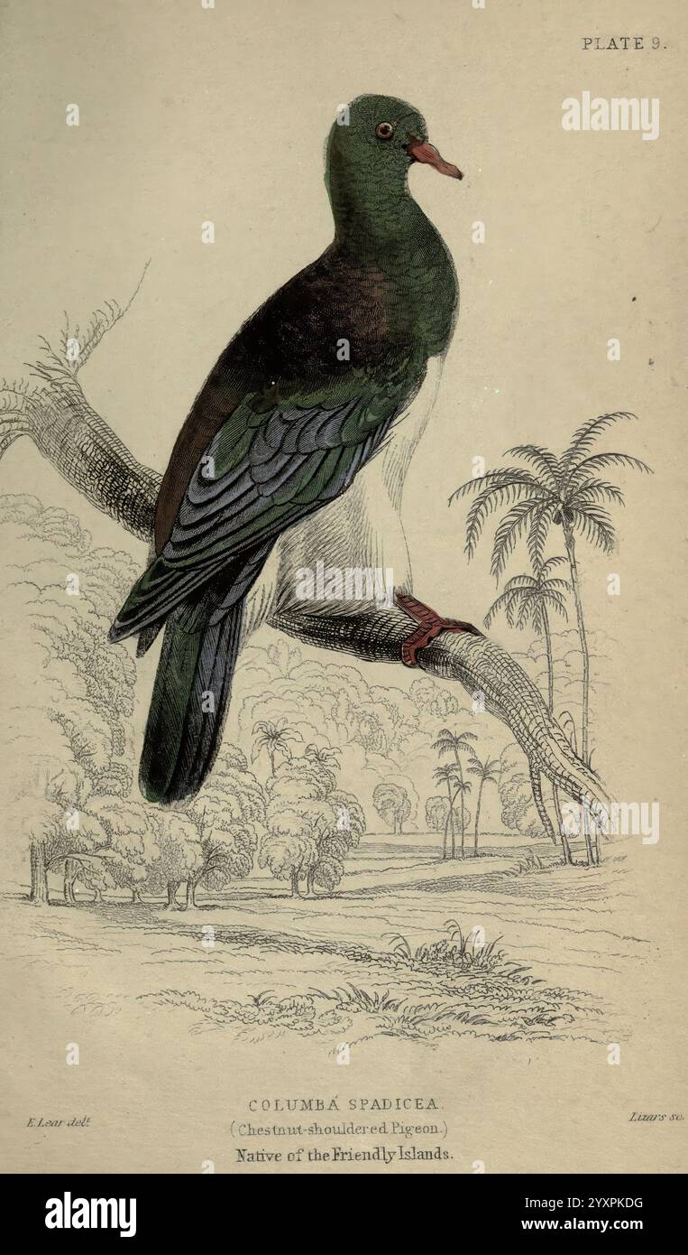 Chrysostomous pigeon hi-res stock photography and images - Alamy