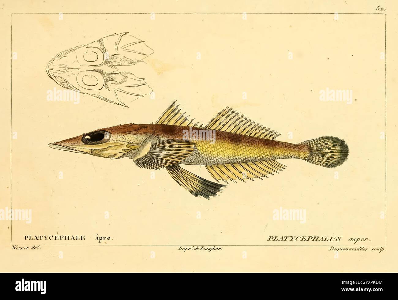 Smaller detailed sketch hi-res stock photography and images - Alamy