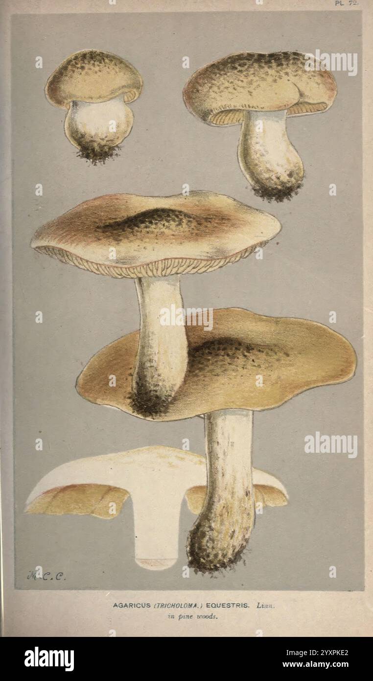 Illustrations of British Fungi (Hymenomycetes), to serve as an atlas to ...