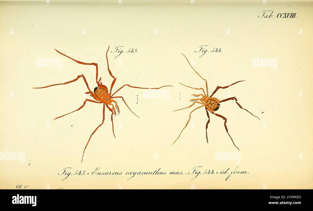 Labeled figure depicts unique features hi-res stock photography and ...