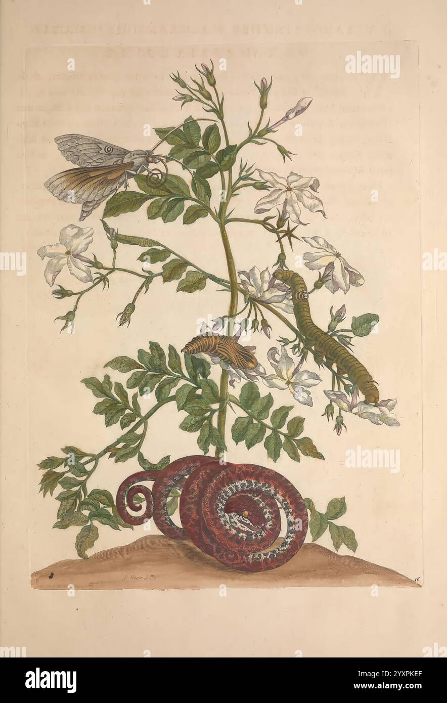 Three intricately detailed insects hi-res stock photography and images ...