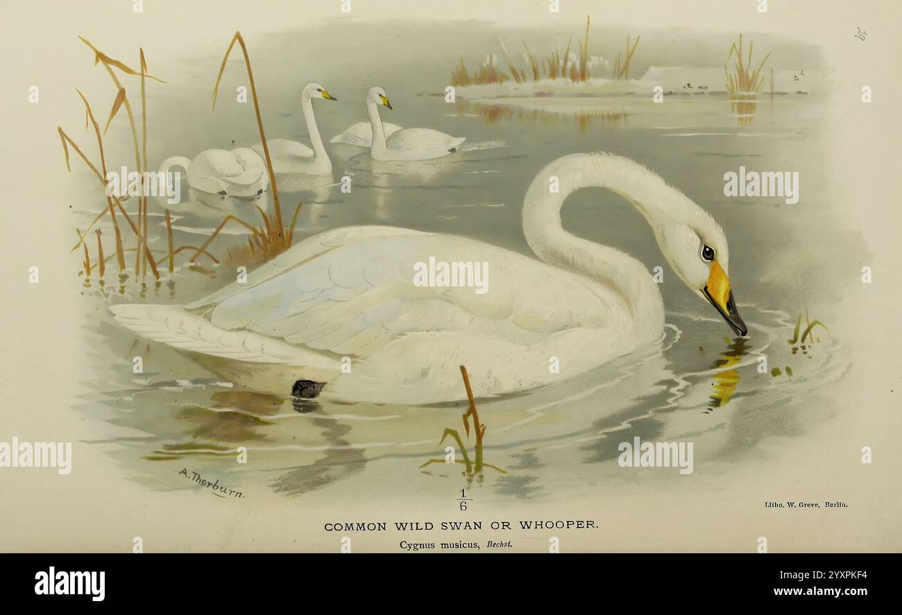 Graceful swan depicted hi-res stock photography and images - Alamy