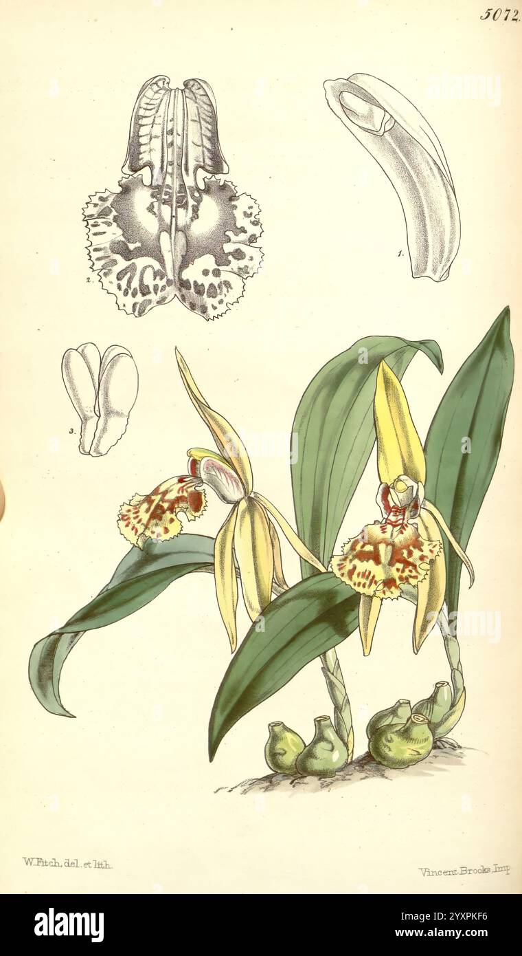 Curtis's botanical magazine London, New York botanical illustration ...