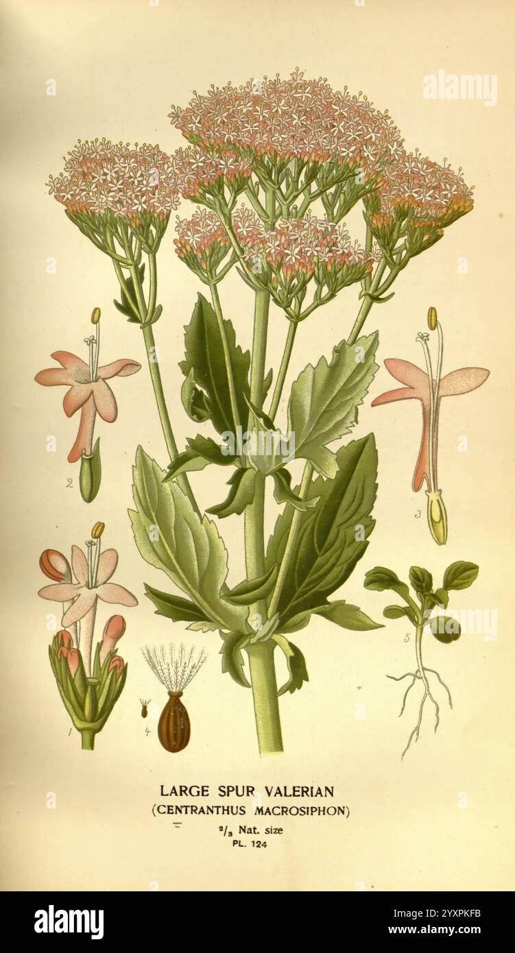 Distinctive spur hi-res stock photography and images - Alamy