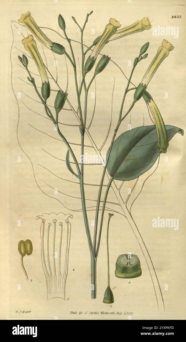 Curtis's Botanical Magazine, London, New York, Botanical Illustration ...