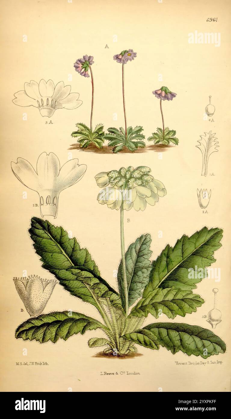 Curtis's Botanical Magazine London New York Botanical Illustration ...