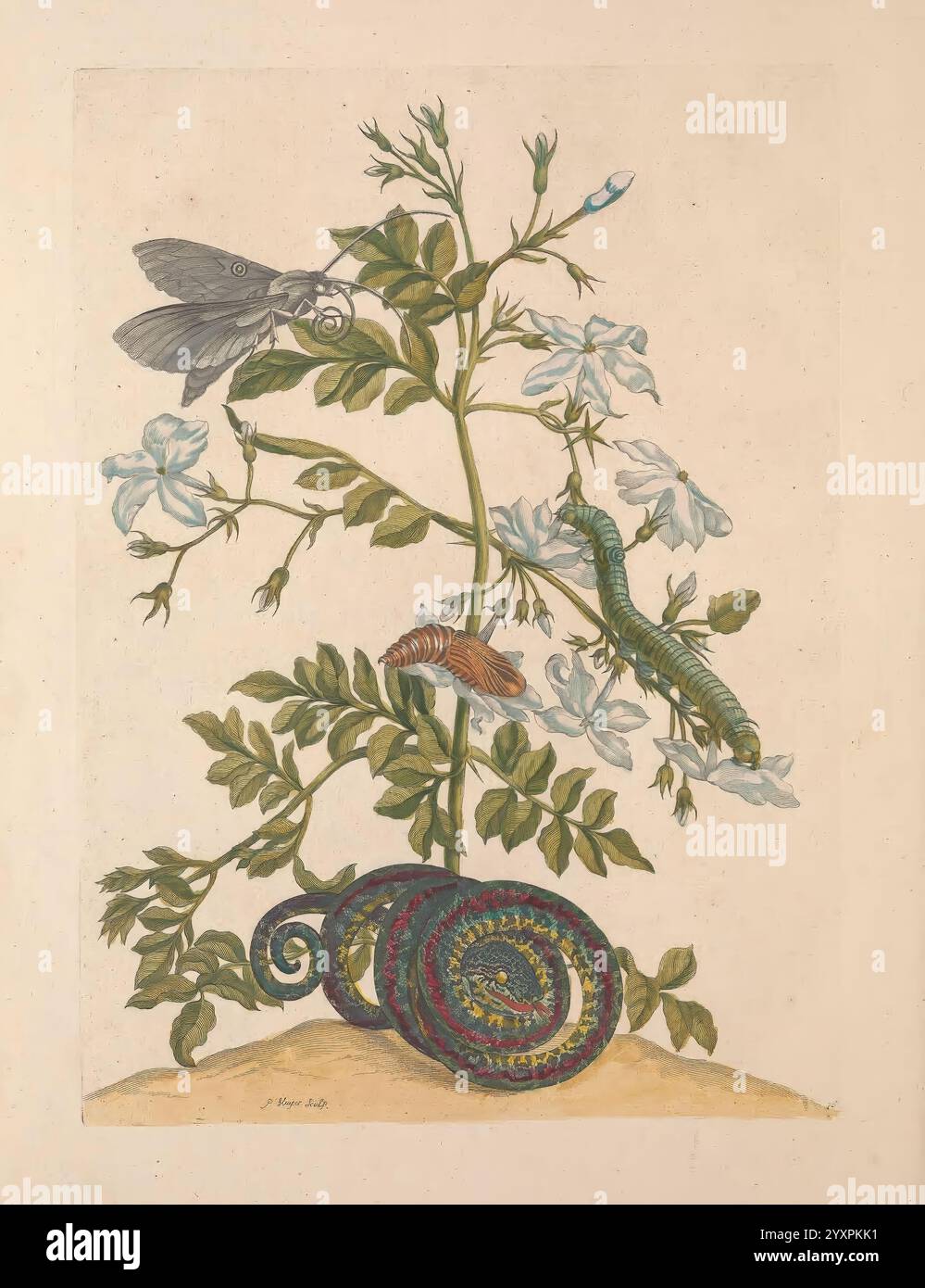 Maria Sybilla Merian, Over de voortteeling en wonderbaerlyke ...