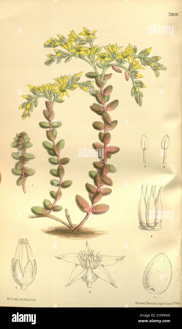 Curtis's Botanical Magazine, London, New York, botanical illustration ...