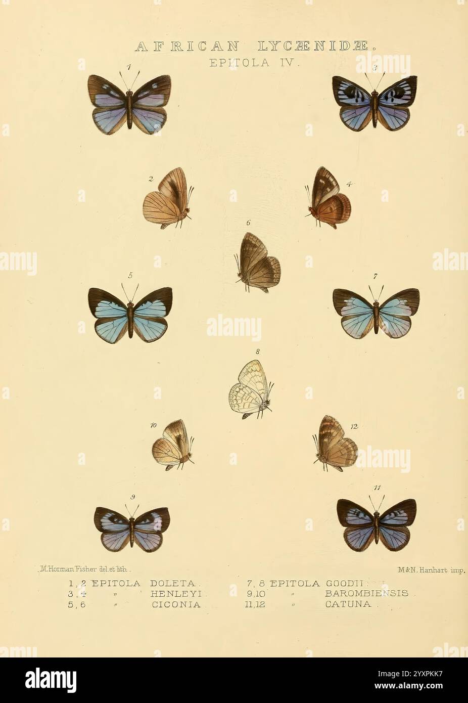 African lycaenids hi-res stock photography and images - Alamy