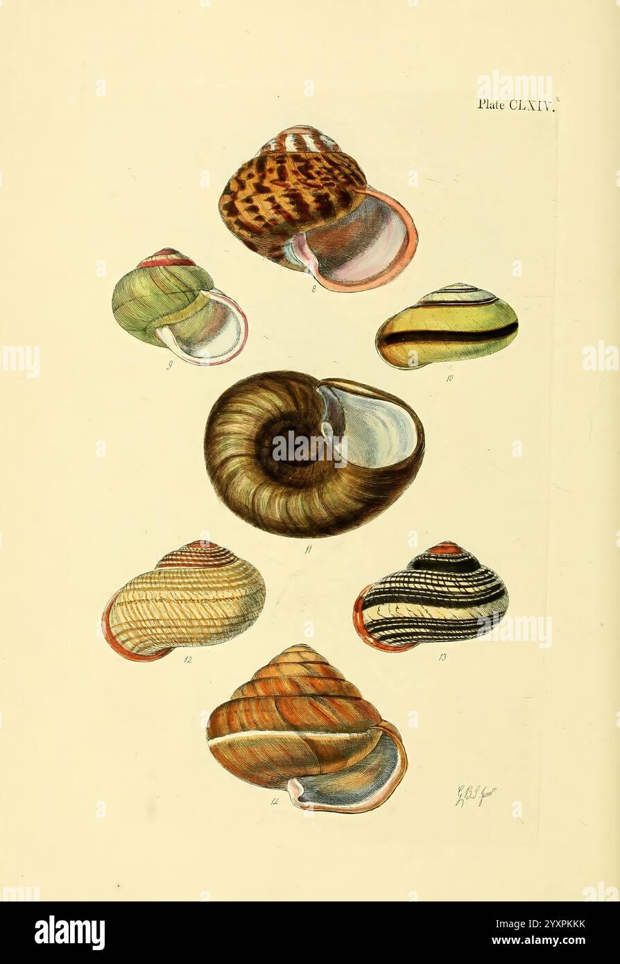 Showcasing various shell forms hi-res stock photography and images - Alamy