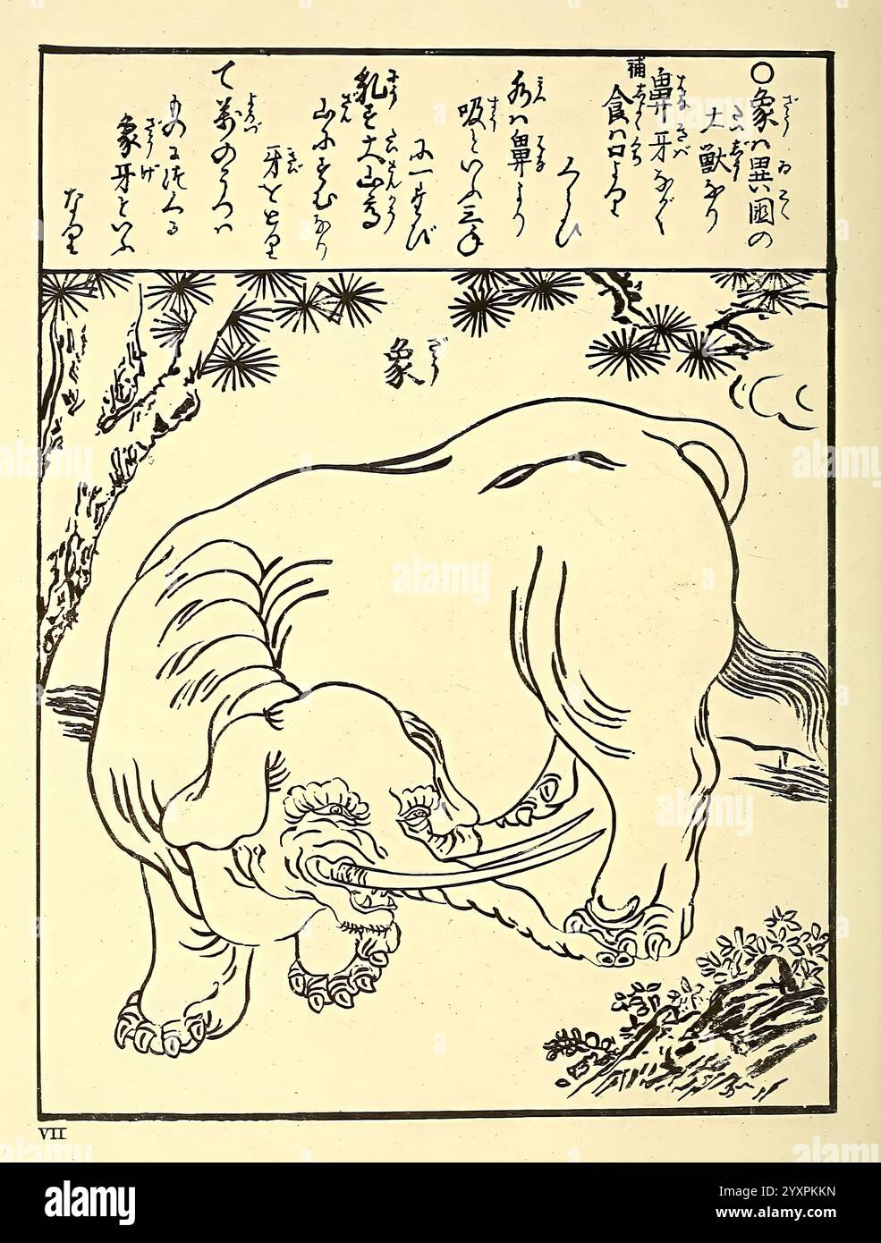 Elephants majestic presence hi-res stock photography and images - Alamy