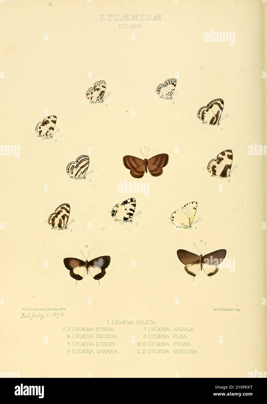 Illustrations of new species of exotic butterflies London, John Van ...